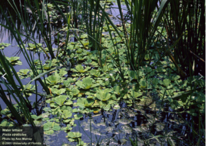 5 Types of Aquatic Plants in Natural Swimming Pools - BioNova®
