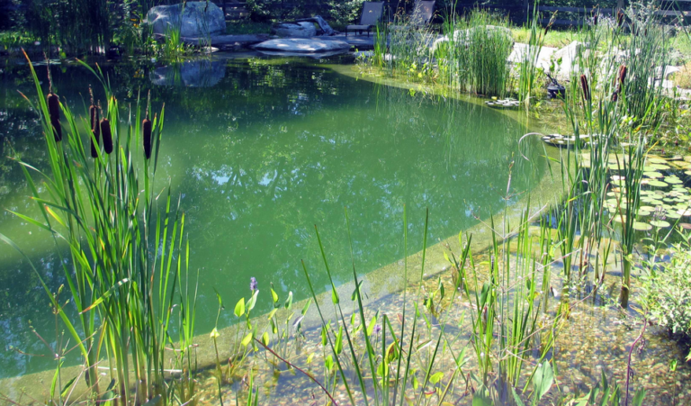 5 Types of Aquatic Plants in Natural Swimming Pools - BioNova®