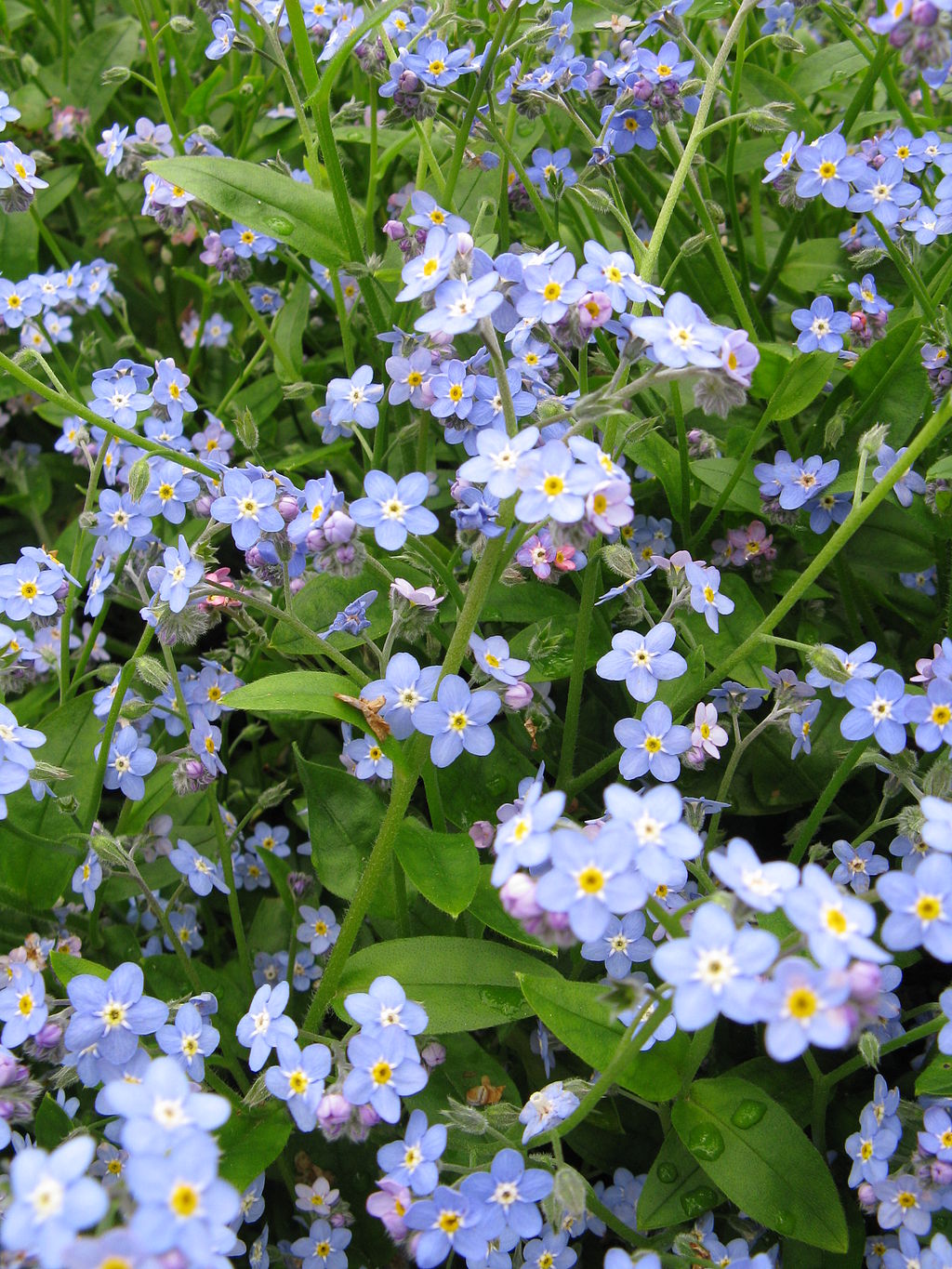 5 Aquatic Plants for Natural Swimming Pools - BioNova®