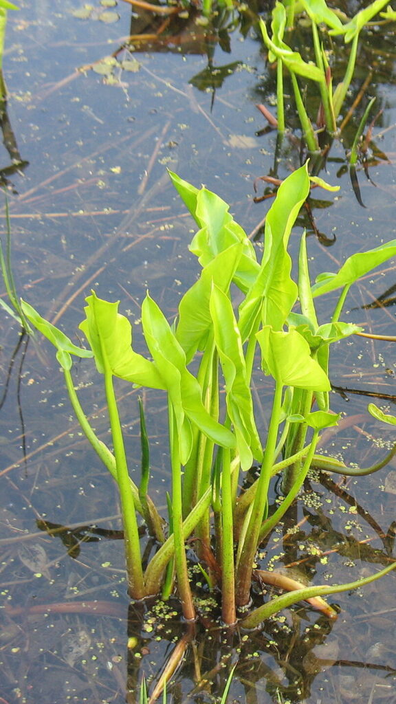 5 Aquatic Plants for Natural Swimming Pools - BioNova®